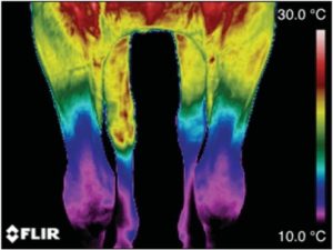 Veterinary Thermography – United Kingdom Thermography Association